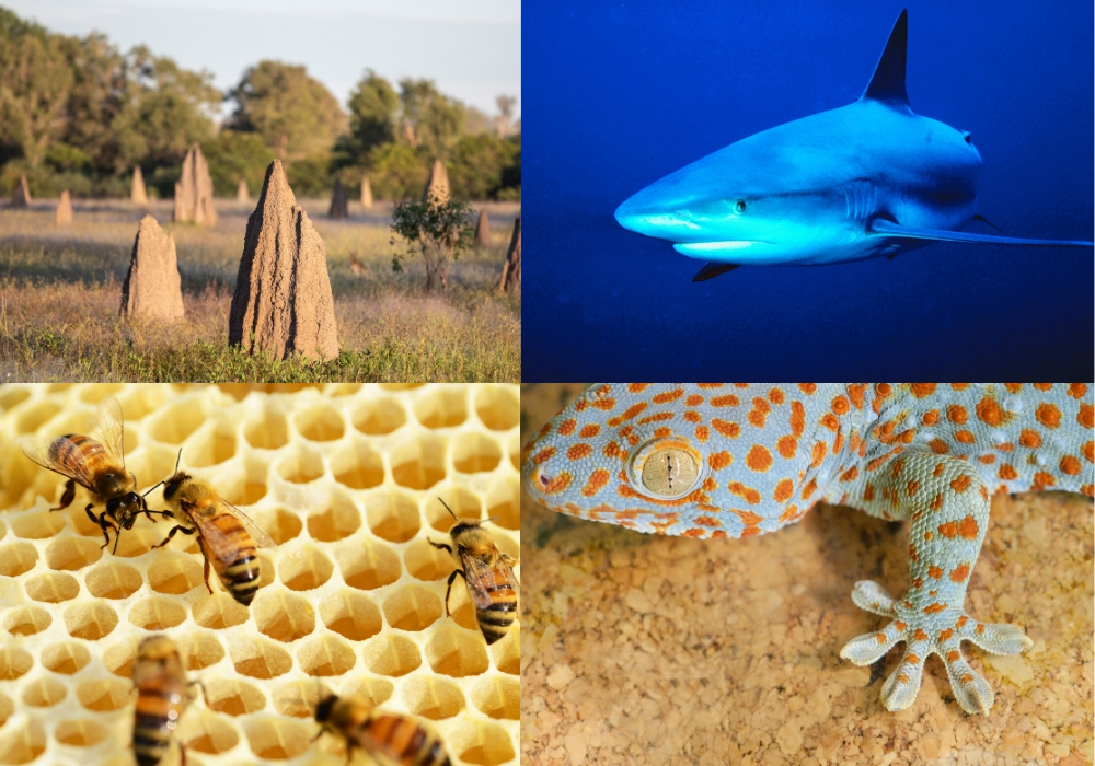 Biomimétisme, s'inspirer de la nature pour mieux la détruire ...